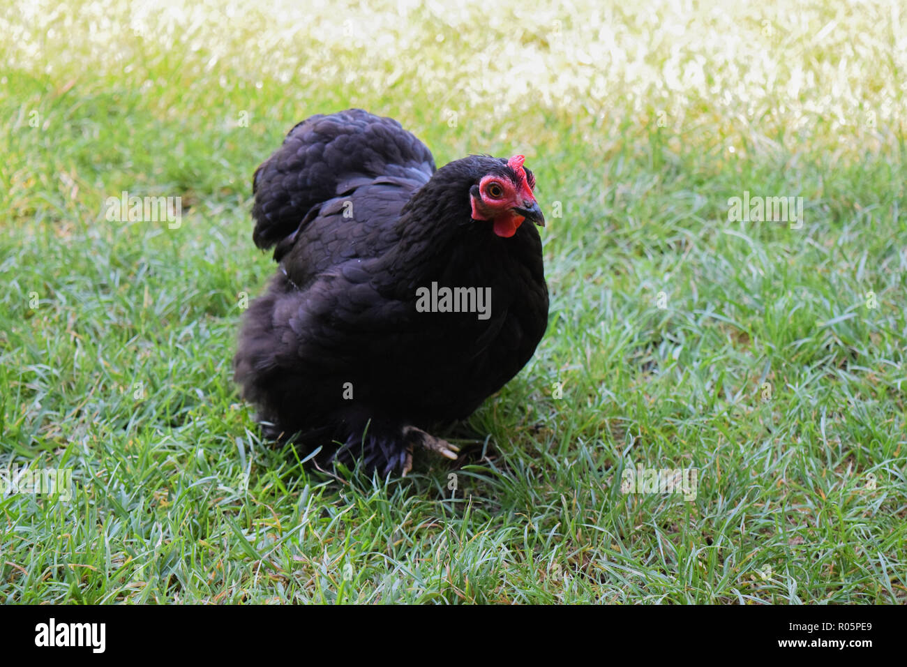 Black chicken hi-res stock photography and images - Alamy