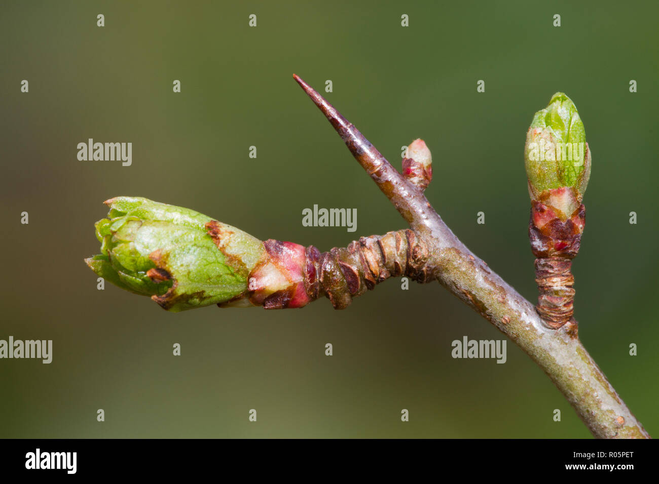 Common Hawthorn (Crataegus monogyna) buds breaking into new leaf, West ...