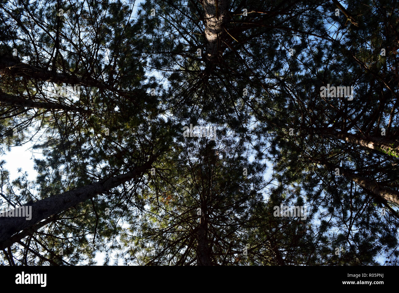 Under tall trees hi-res stock photography and images - Alamy