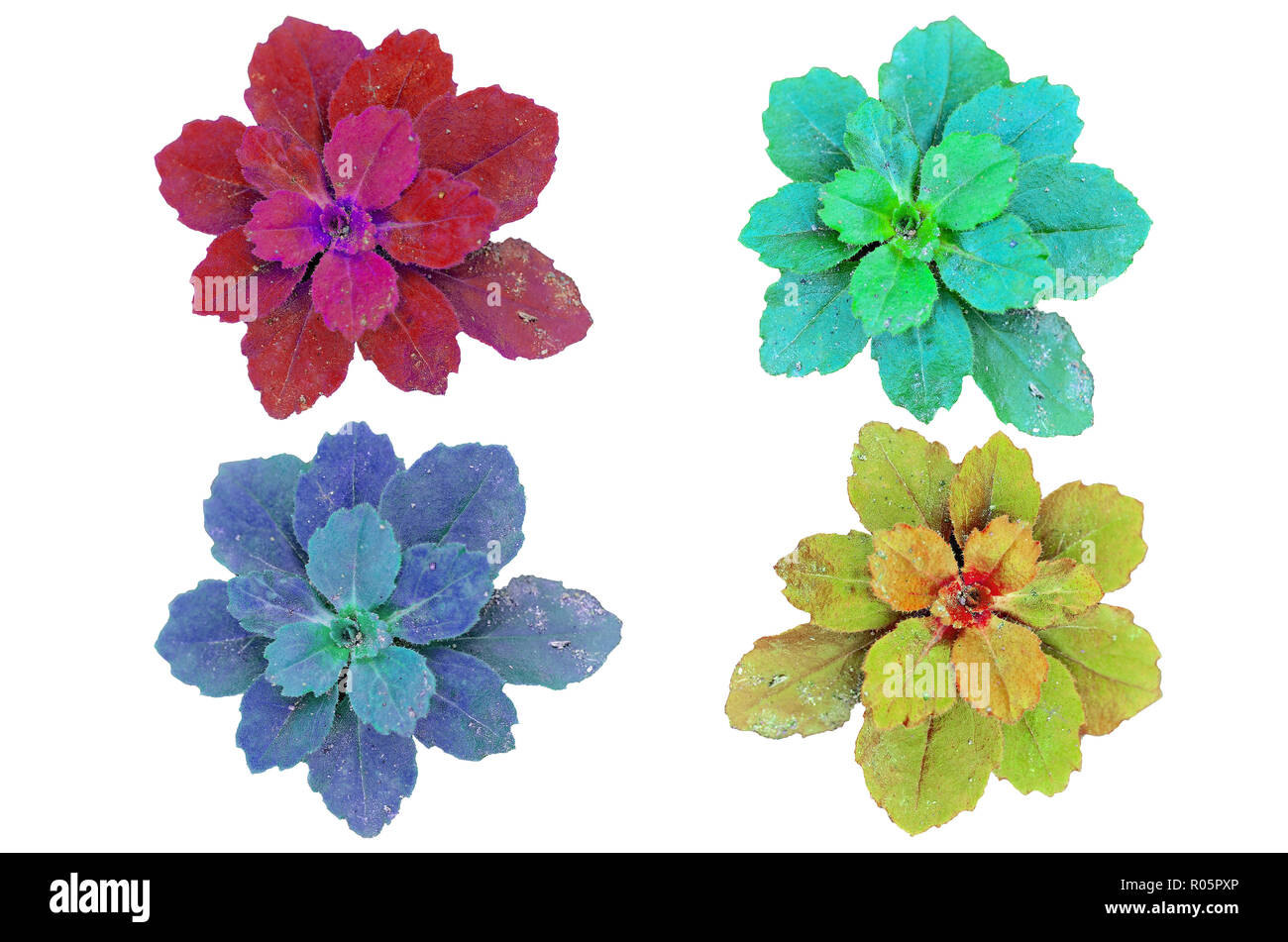 Beautiful many leaves grass on white background Stock Photo - Alamy