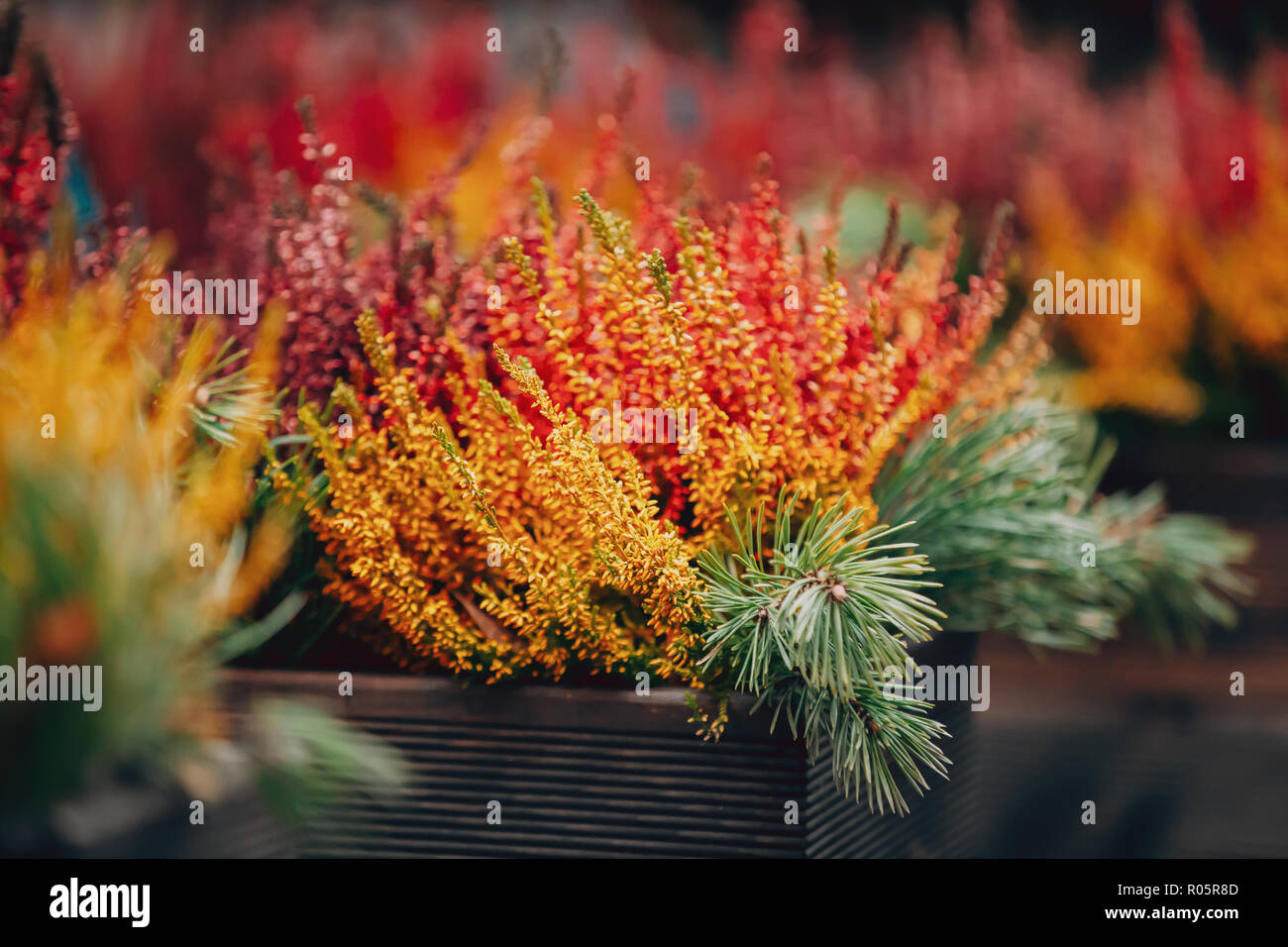 Calluna vulgaris garden hi-res stock photography and images - Alamy