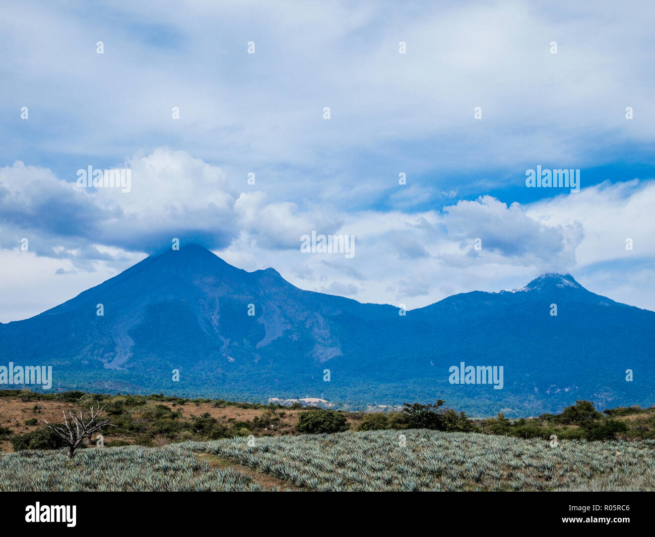 view of a blue agave field with the Colima volcano in the background in ...