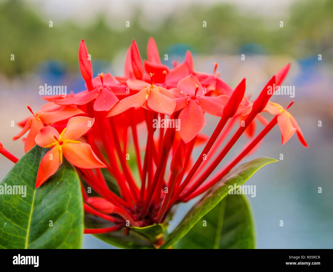 Red Jungle Geranium High Resolution Stock Photography and Images - Alamy