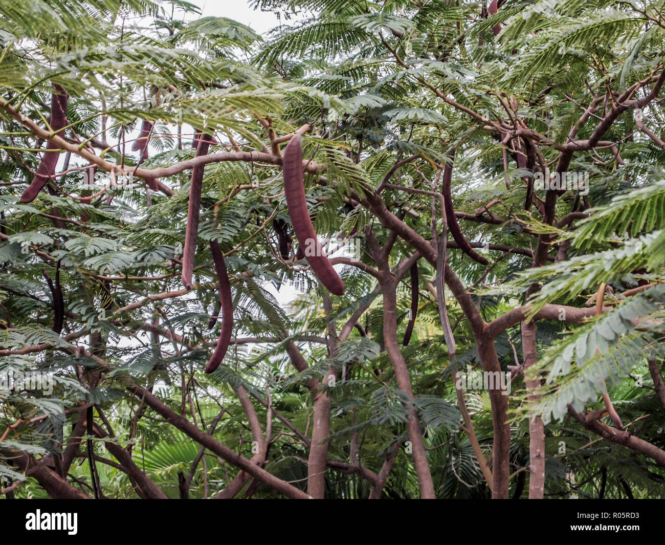 view of the three-spined acacia tree with its fruits in Mexico Stock ...