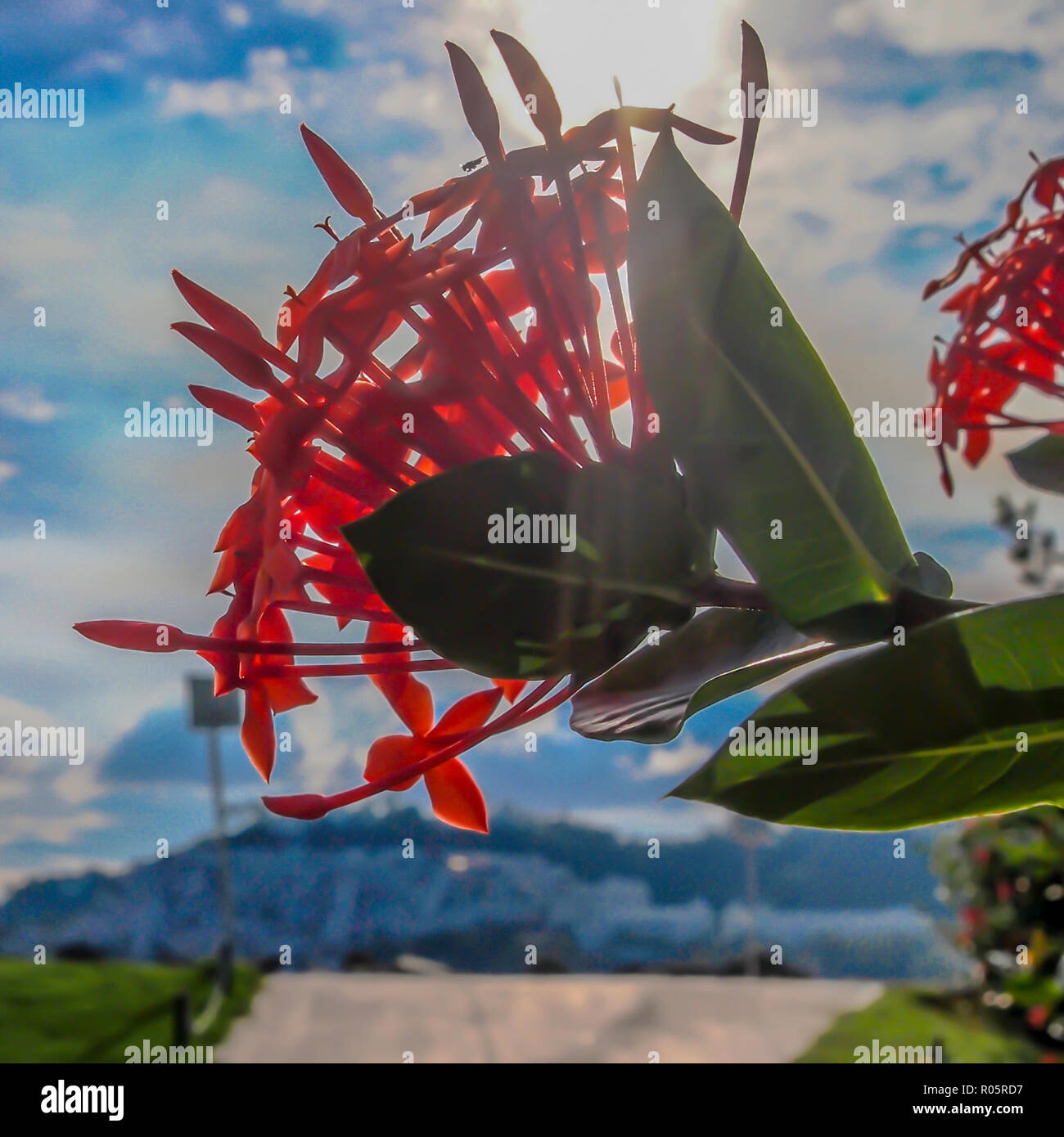 close up of a red flower jungle Geranium on a tree with green leaves ...