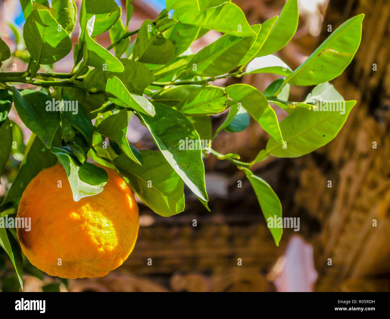 beautiful close up of an orange tree branch with its leaves and an ...