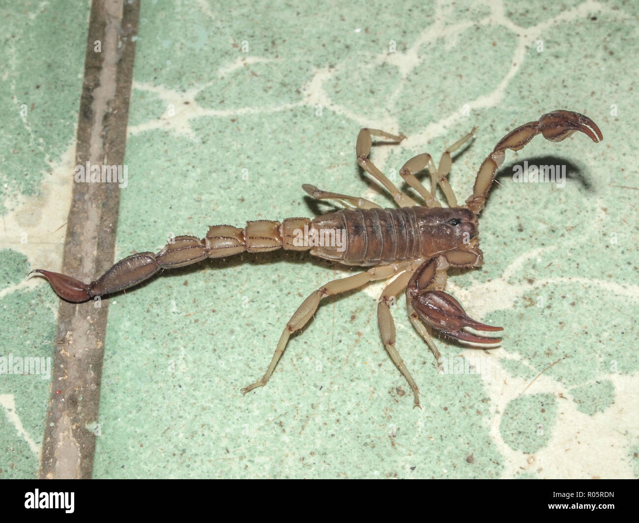 Mexico scorpion hi-res stock photography and images - Alamy