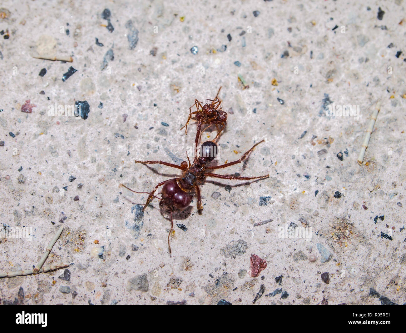 Pavement ant hi-res stock photography and images - Alamy