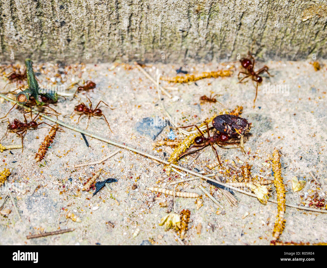 group of red ants carrying an insect and branches on sand and near a ...