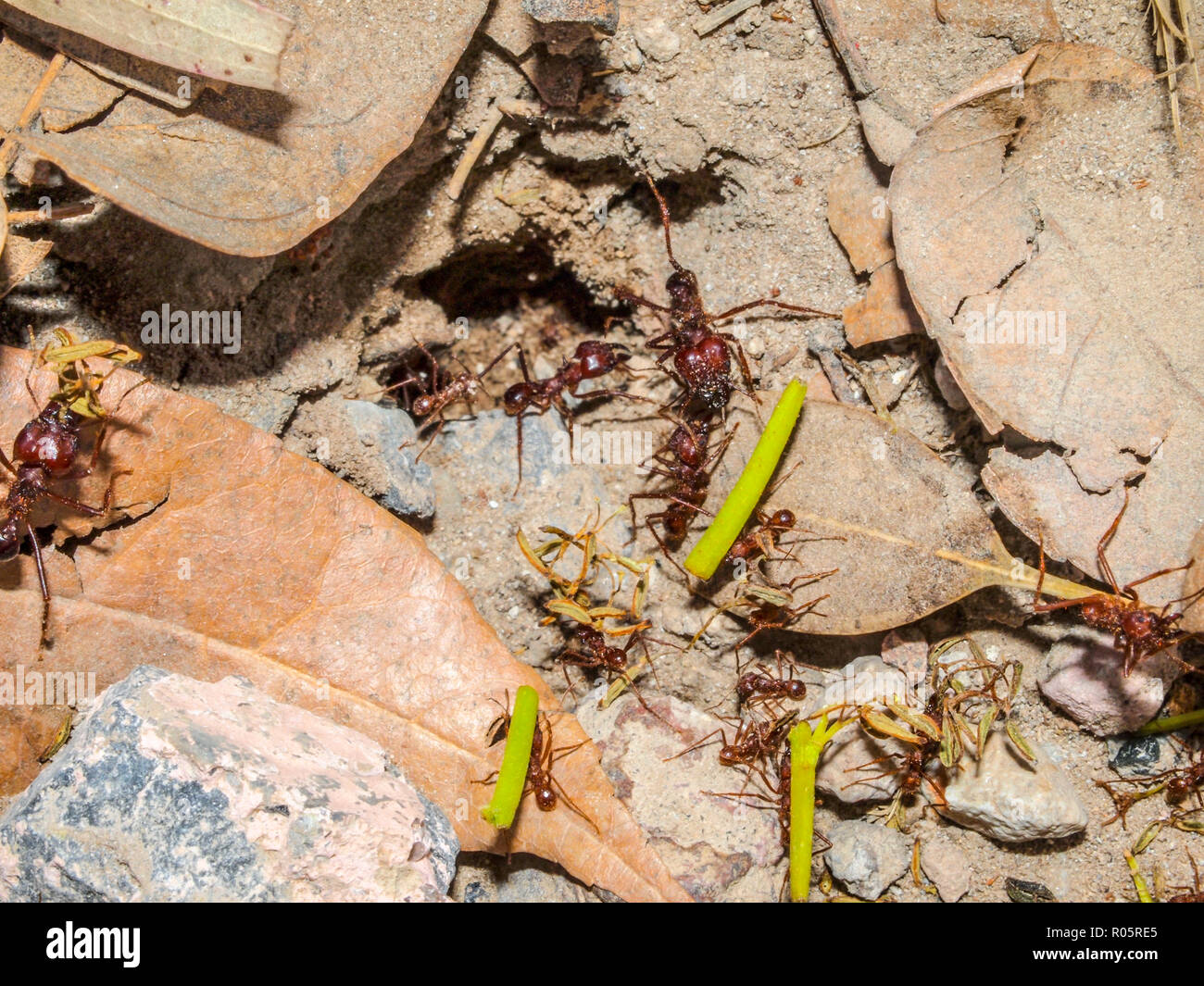 Top view black ants carrying hi-res stock photography and images - Alamy