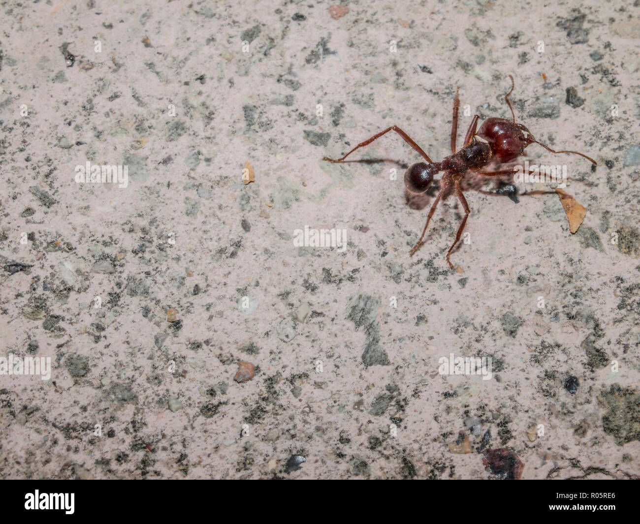 Pavement ant hi-res stock photography and images - Alamy