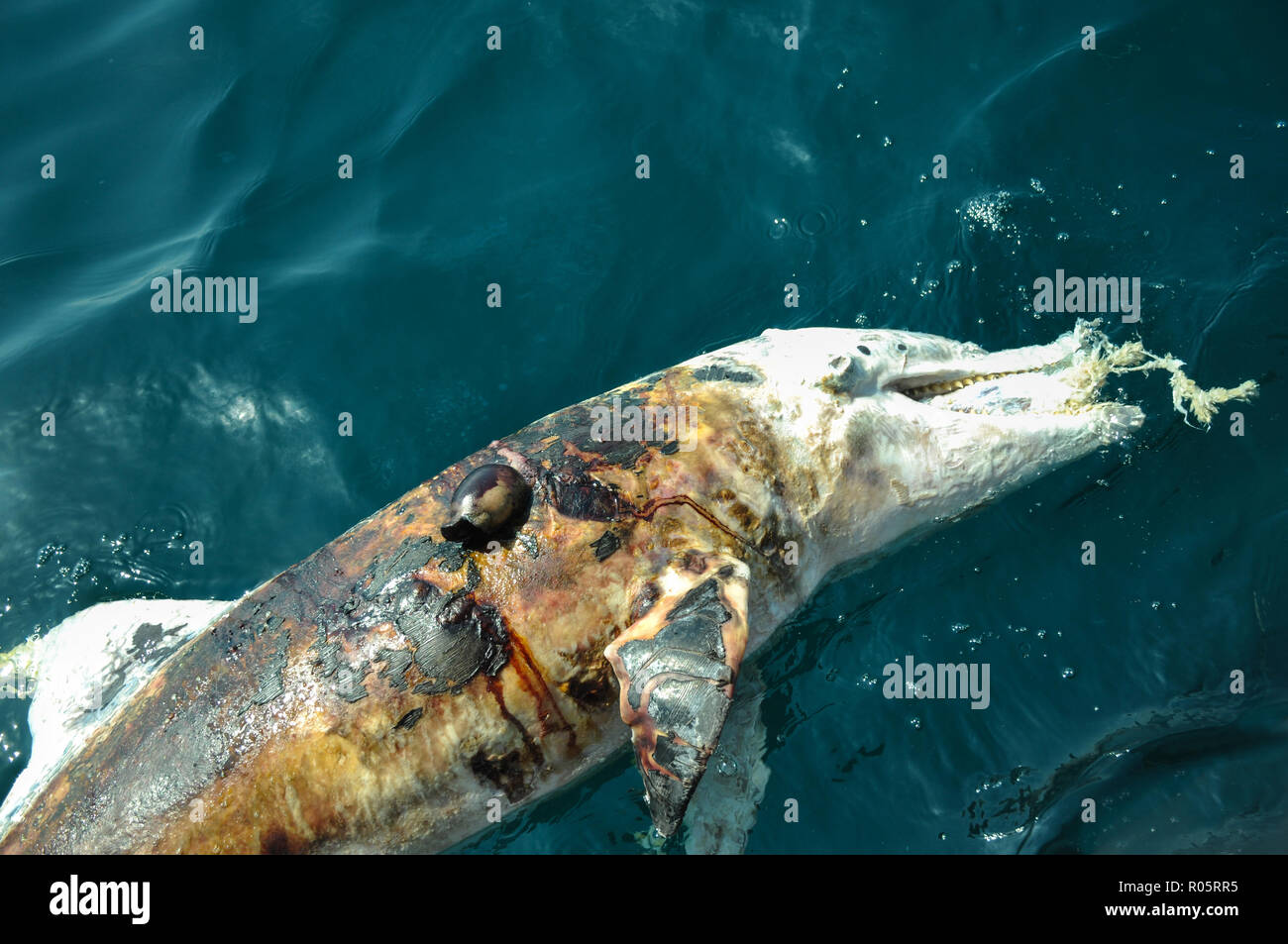 Poacher Clipart Fish