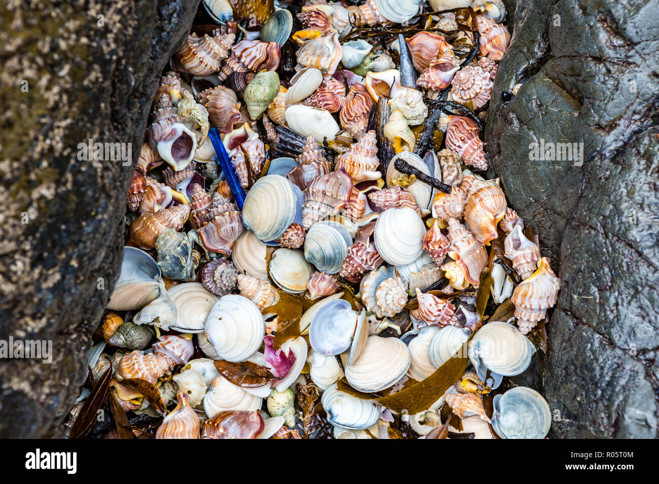 colorfull collection of new zealand seashell, Waiheke Island, New ...