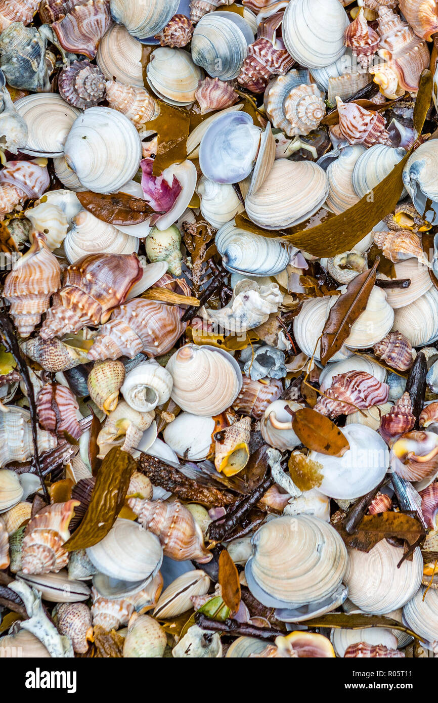 colorfull collection of new zealand seashell, Waiheke Island, New ...
