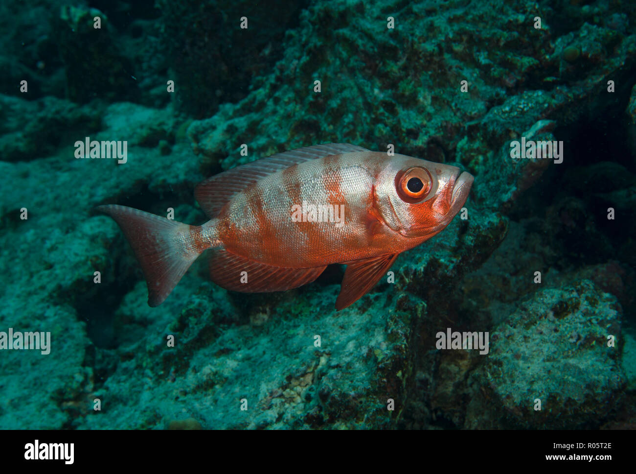 Lunartail Bigeye, Priacanthus hamrur, Hamata, Red Sea, Egypt Stock ...