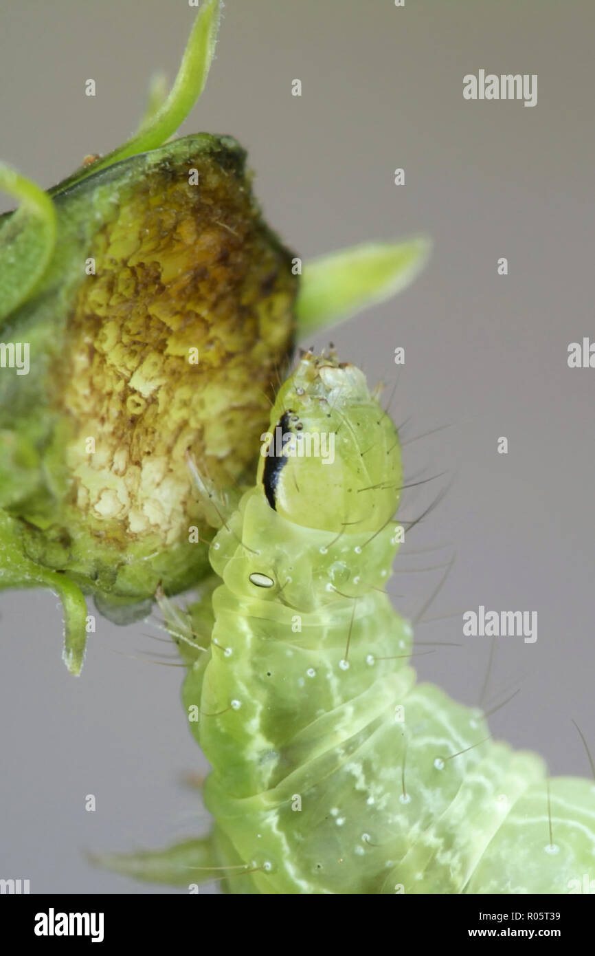 Silver y moth caterpillar hi-res stock photography and images - Alamy