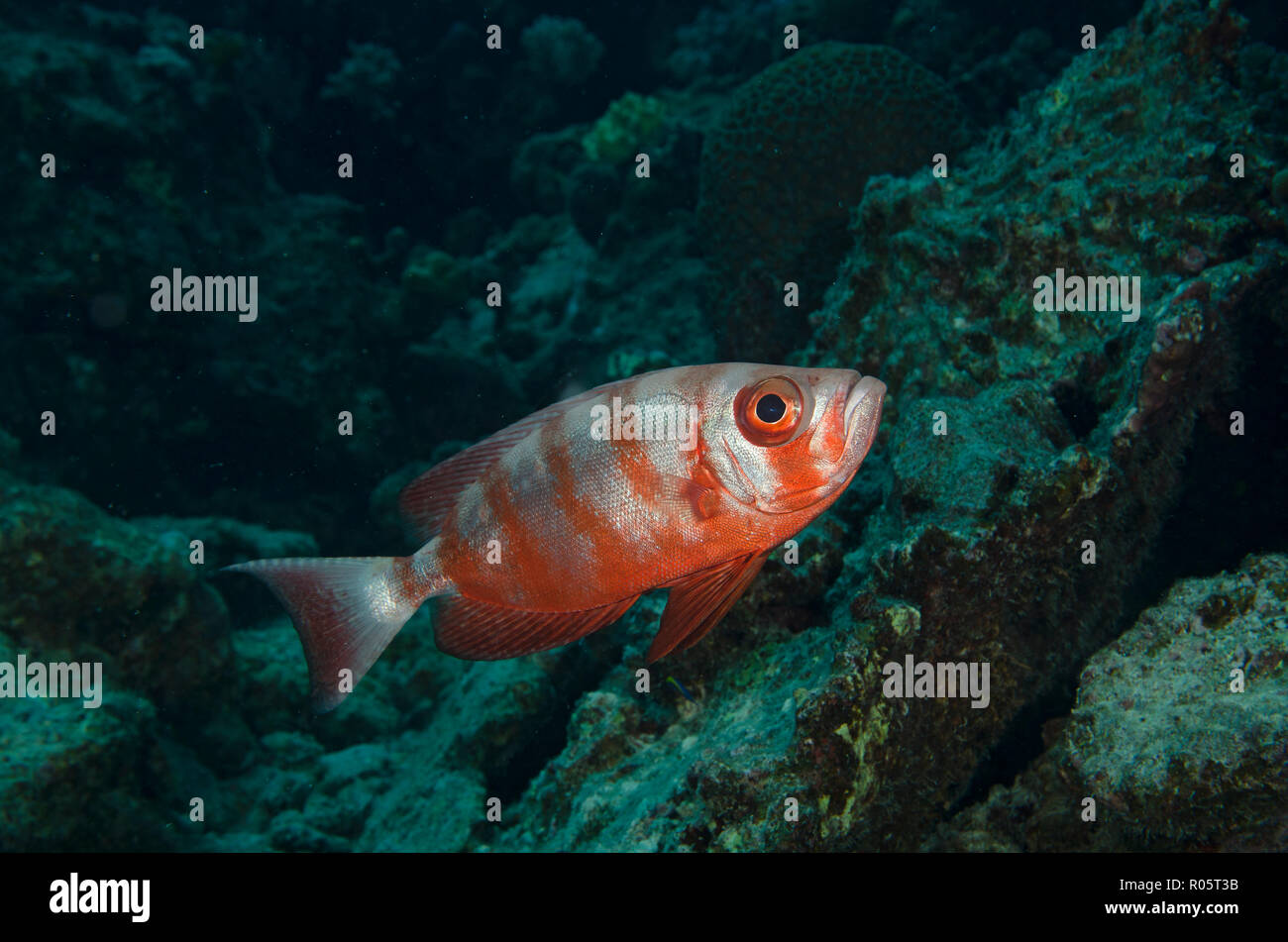 Lunar bigeye hi-res stock photography and images - Alamy