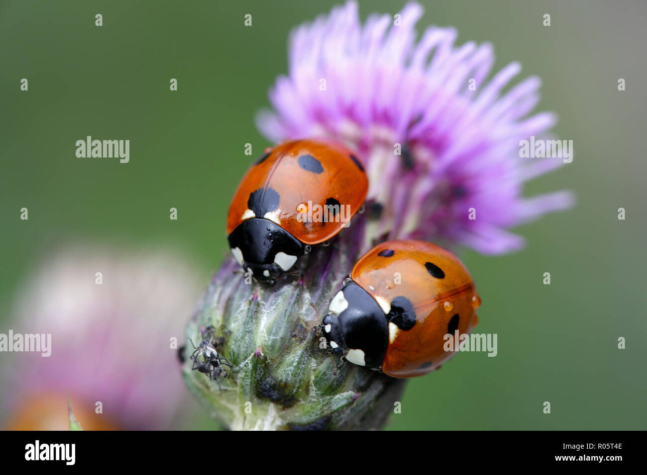 Ladybug aphids hi-res stock photography and images - Alamy