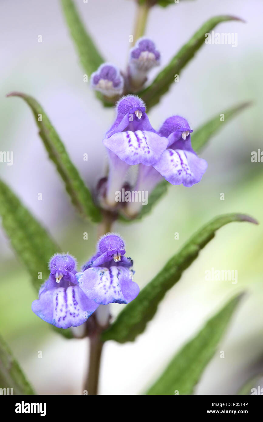Skullcap hi-res stock photography and images - Alamy