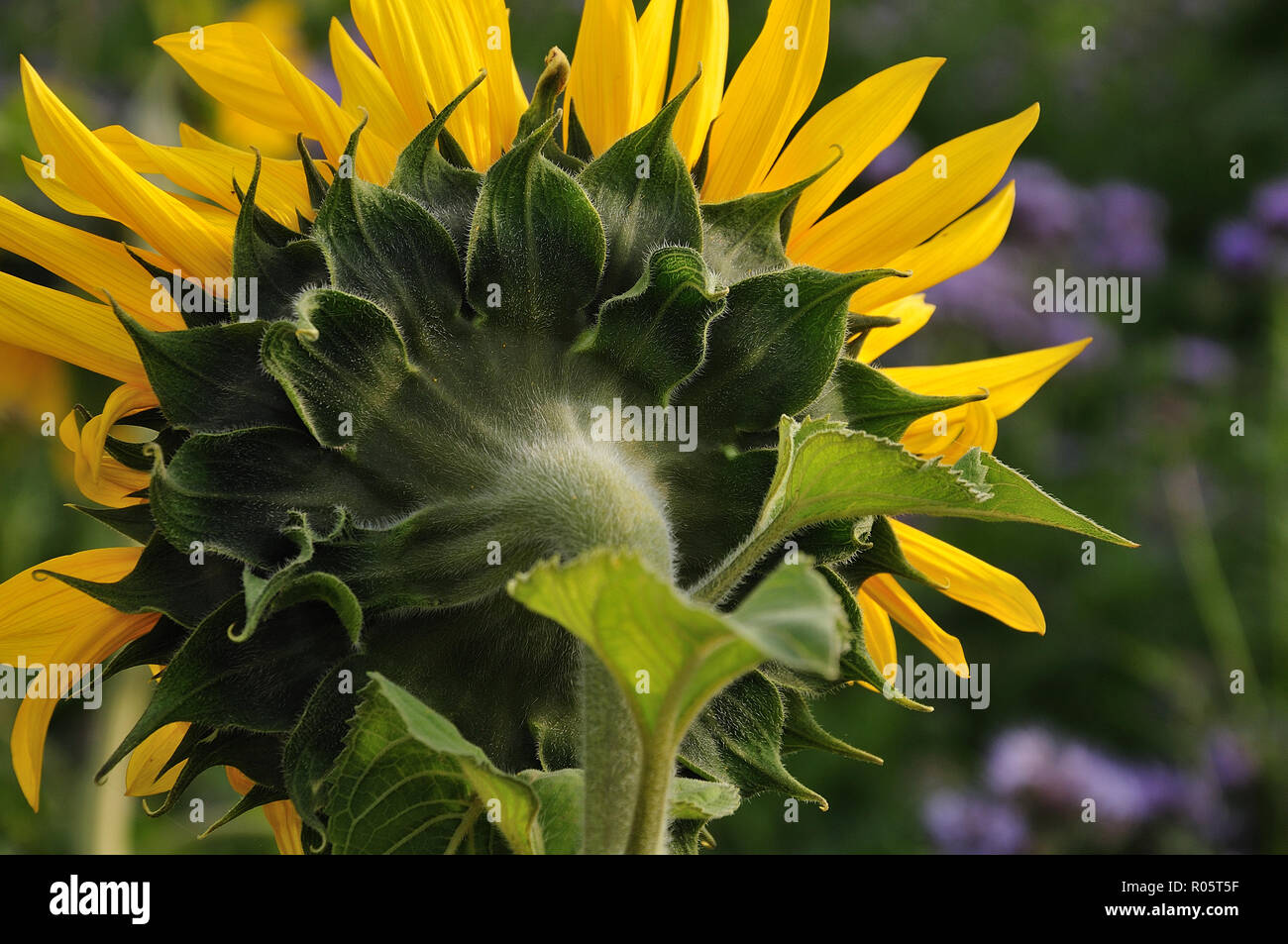 flower head of sunflower helianthus, backside with hairy sepals Stock ...