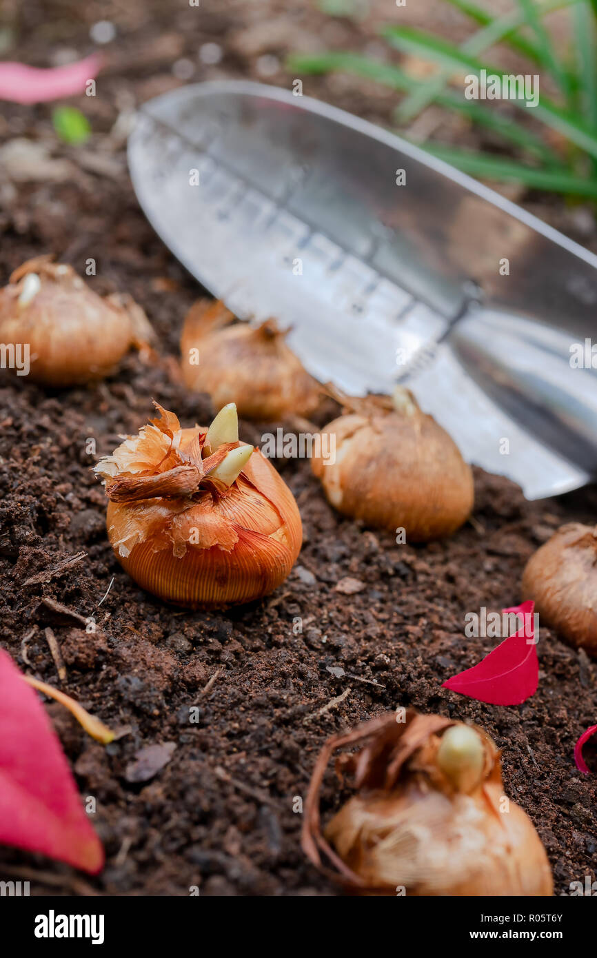 Fall garden hi-res stock photography and images - Alamy