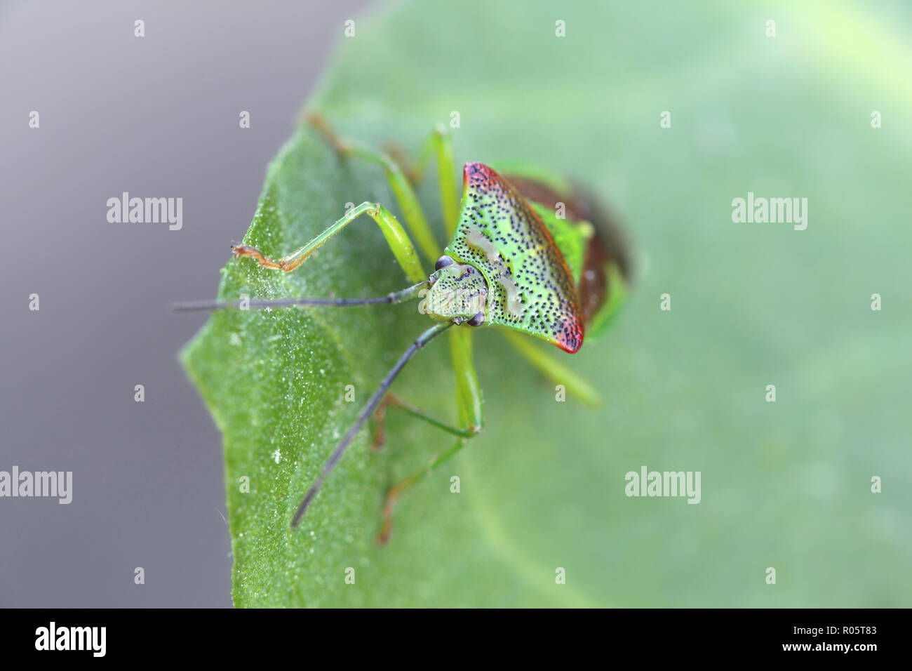 Acanthosoma hi-res stock photography and images - Alamy