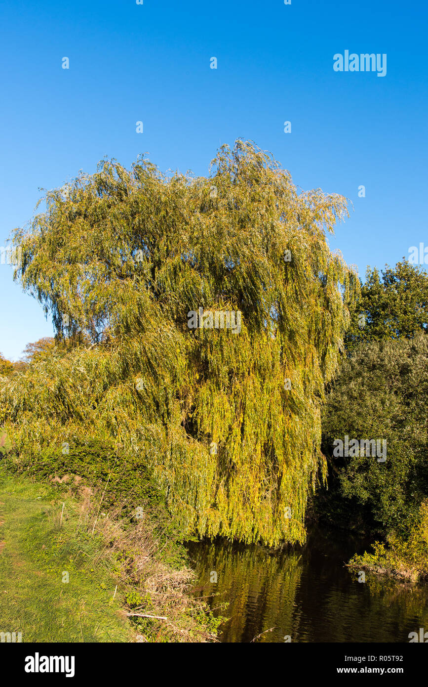 Willow tree river hi-res stock photography and images - Alamy
