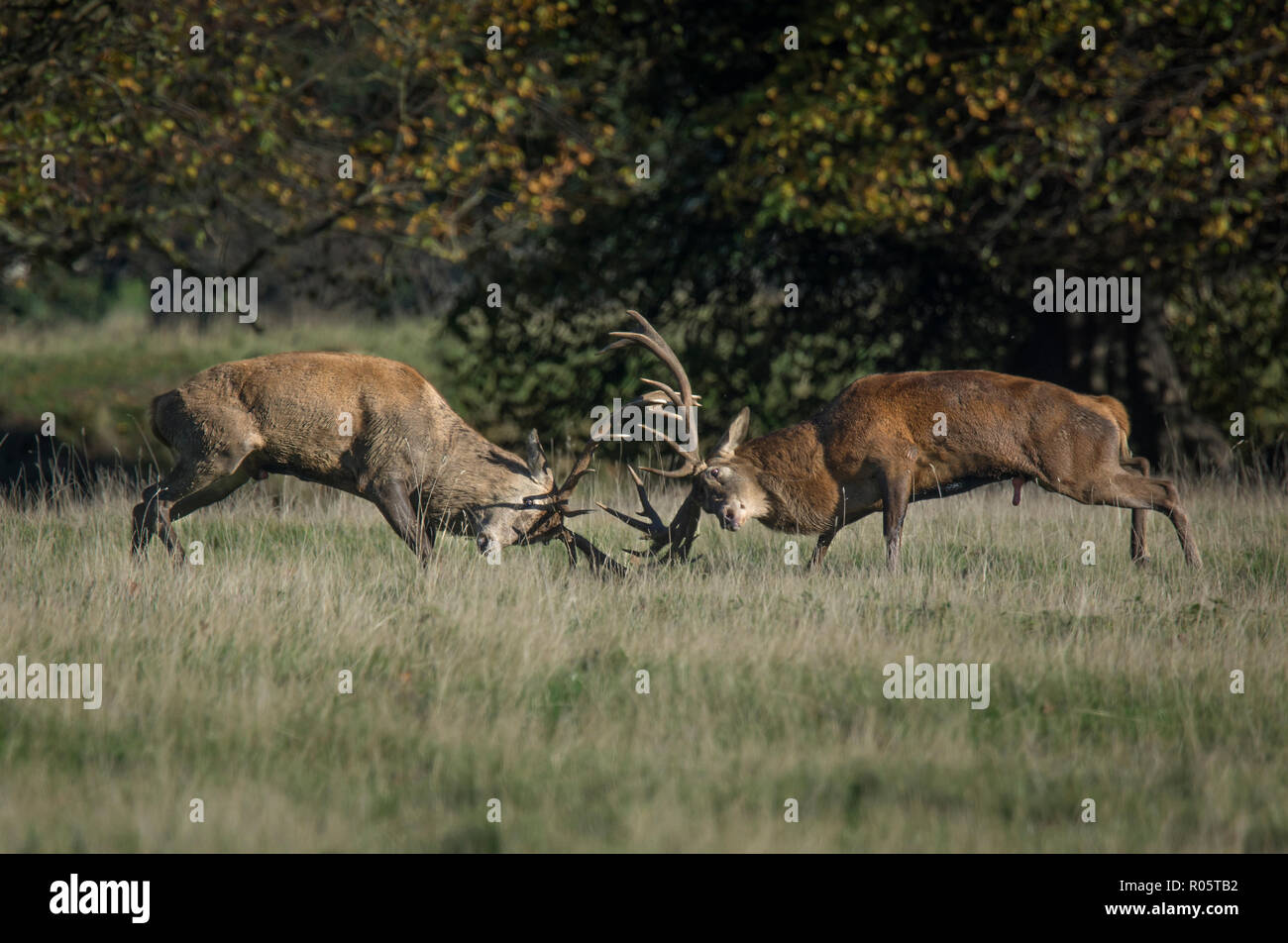 Antler clash hi-res stock photography and images - Alamy