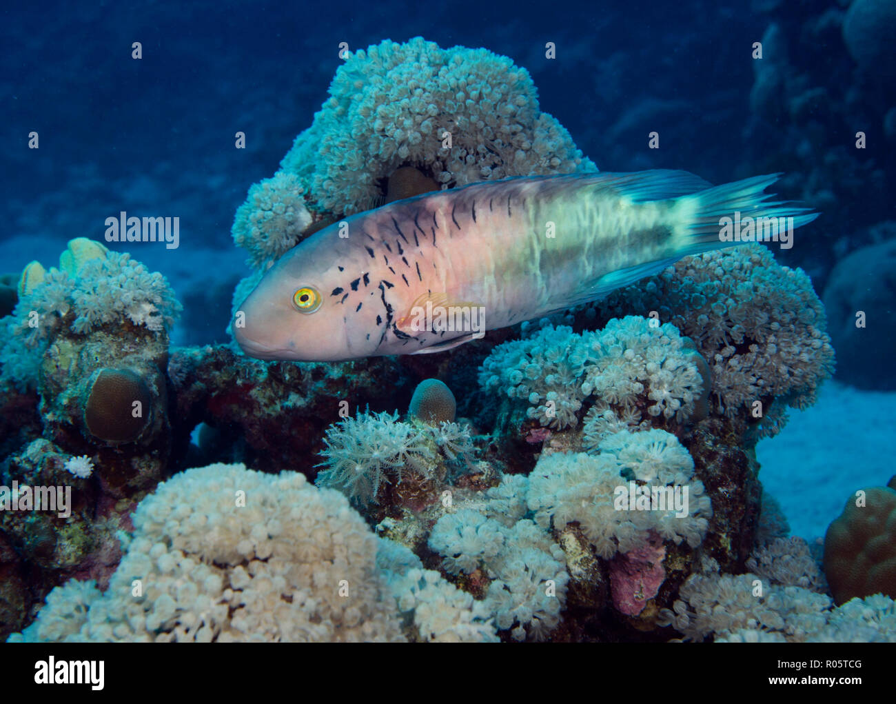 Redbreasted wrasse, cheilinus quinquecinctus, in soft corals, Hamata ...