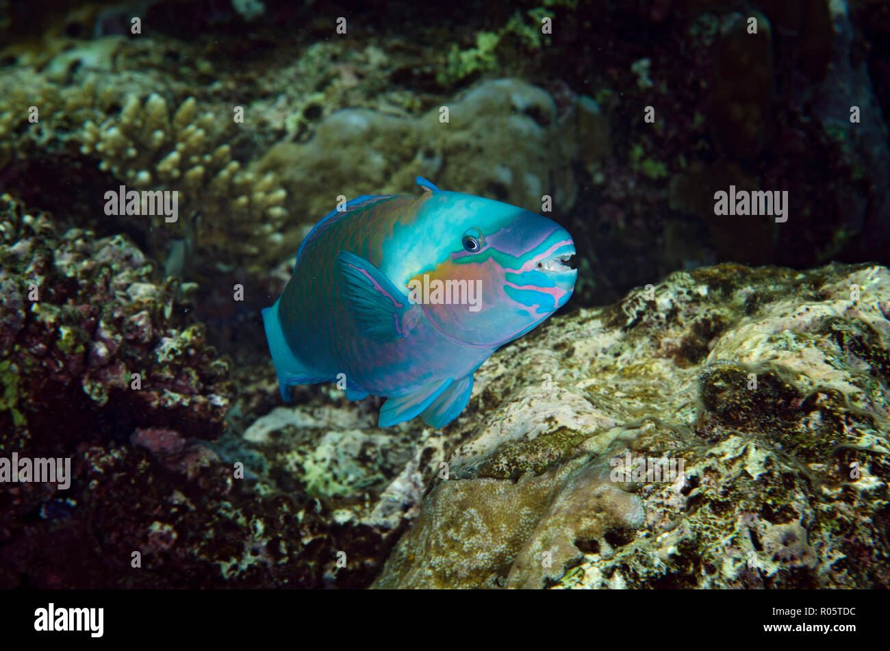 rusty parrotfish, Scarus ferrugineus, in coral reef, Red Sea, Egypt ...