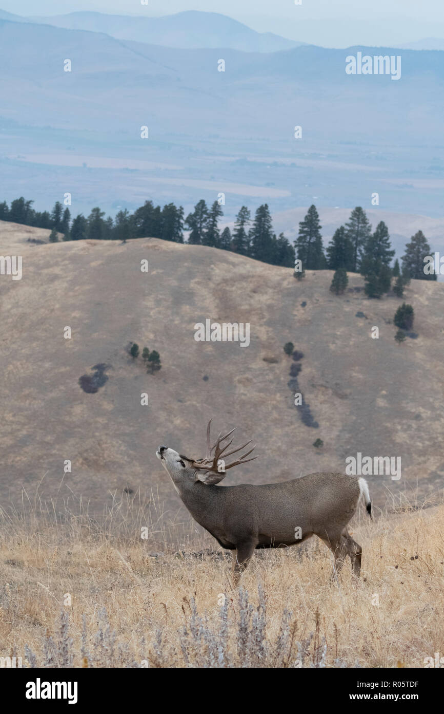 Lip curling mule deer buck (Odocoileus hemionus), North America Stock ...