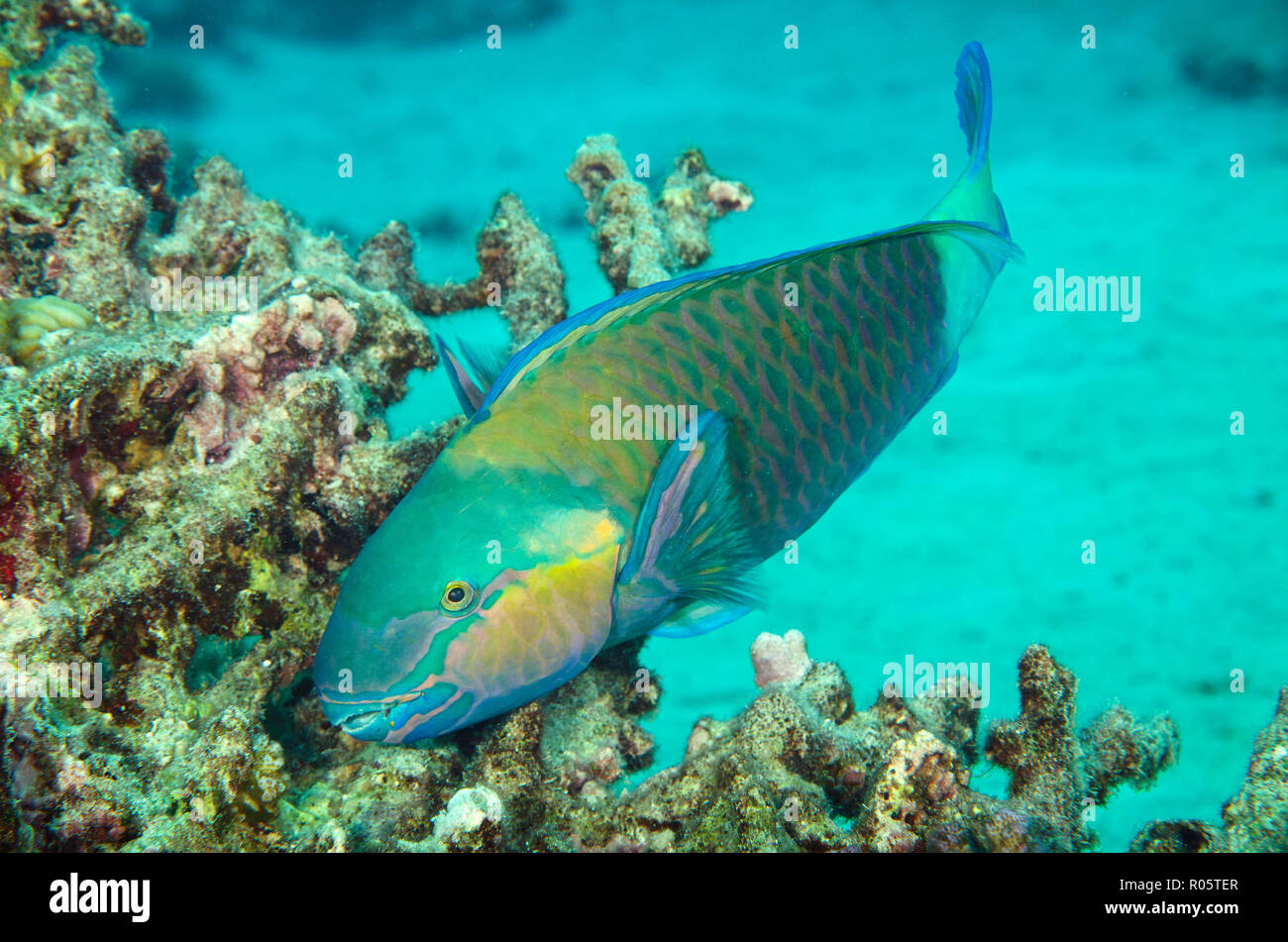 Parrotfish teeth hi-res stock photography and images - Alamy