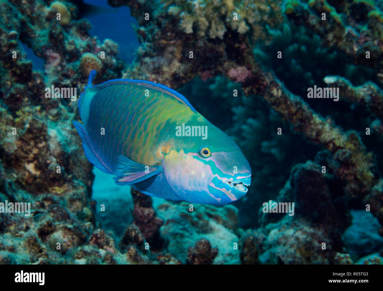 Parrotfish teeth hi-res stock photography and images - Alamy