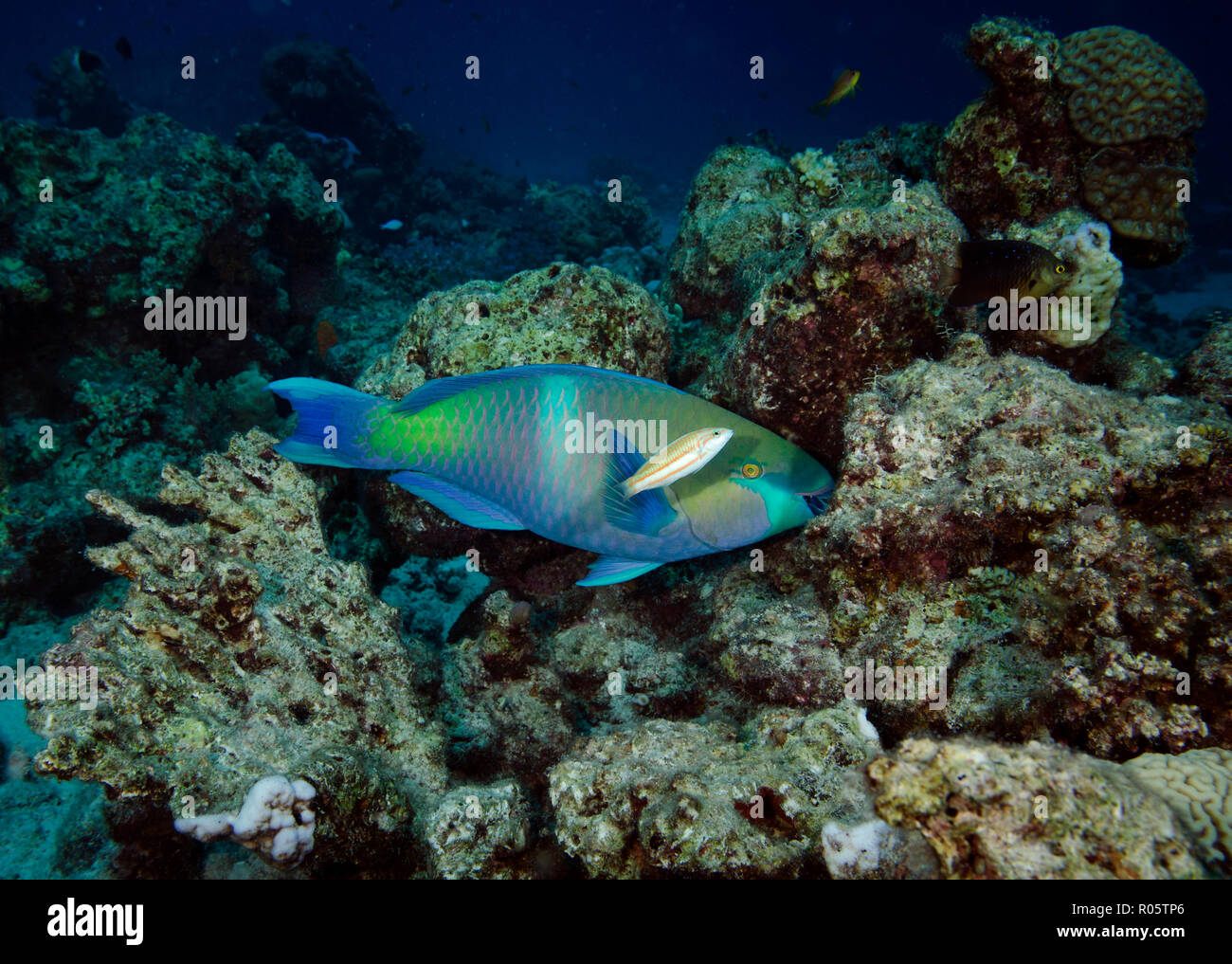 Parrotfish biting coral hi-res stock photography and images - Alamy