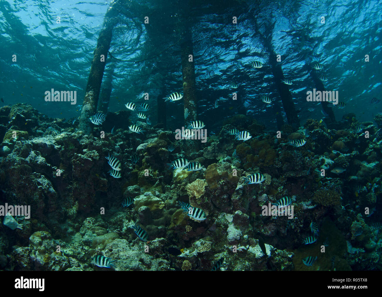Shoal of Indo-Pacific sergeant, Sergeant major or Common sergeant ...