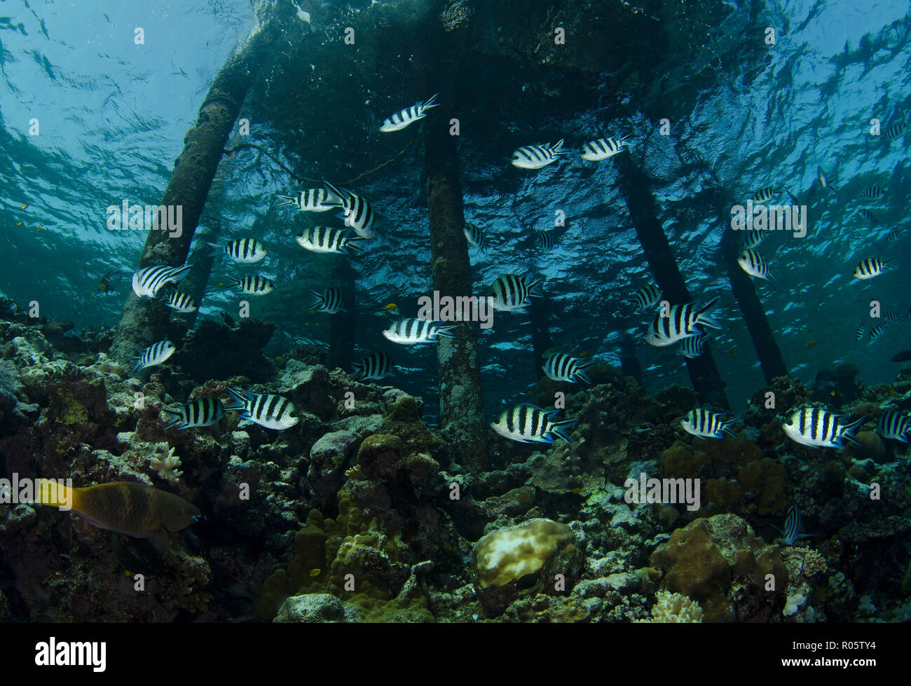 Shoal of Indo-Pacific sergeant, Sergeant major or Common sergeant ...