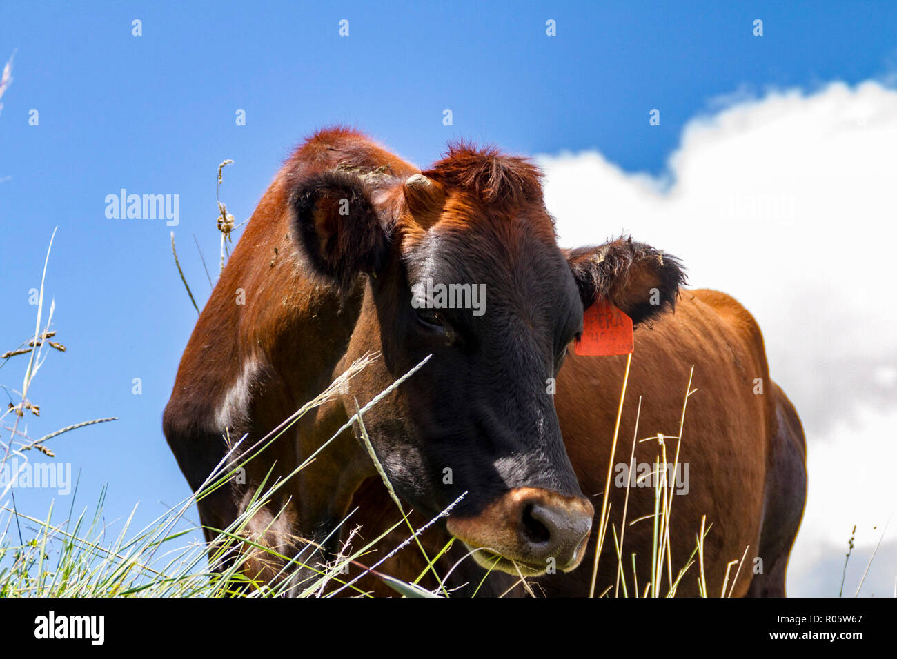 Cow eating grass in an andean landscape Stock Photo - Alamy