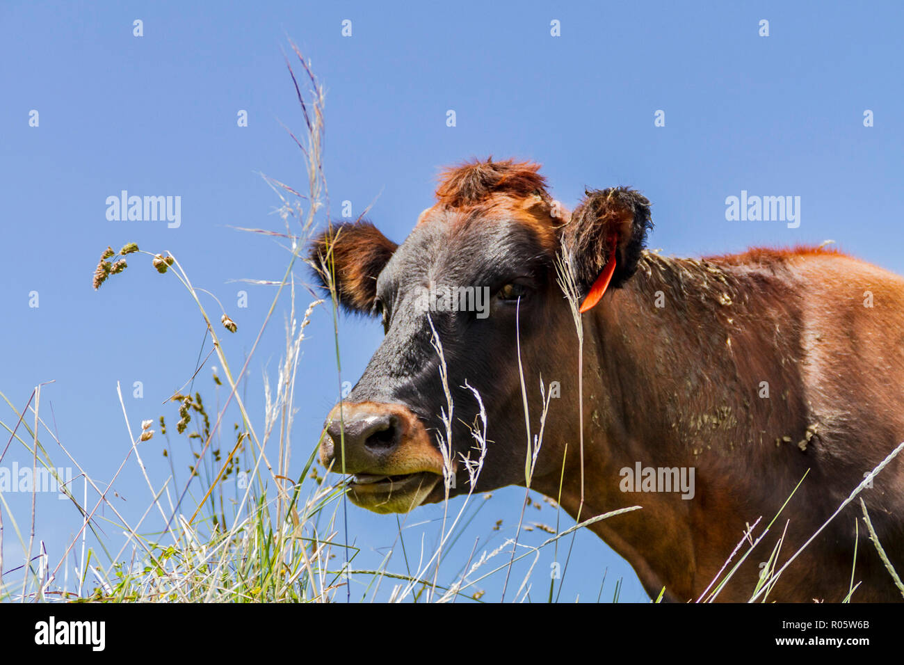 Cow eating grass in an andean landscape Stock Photo - Alamy