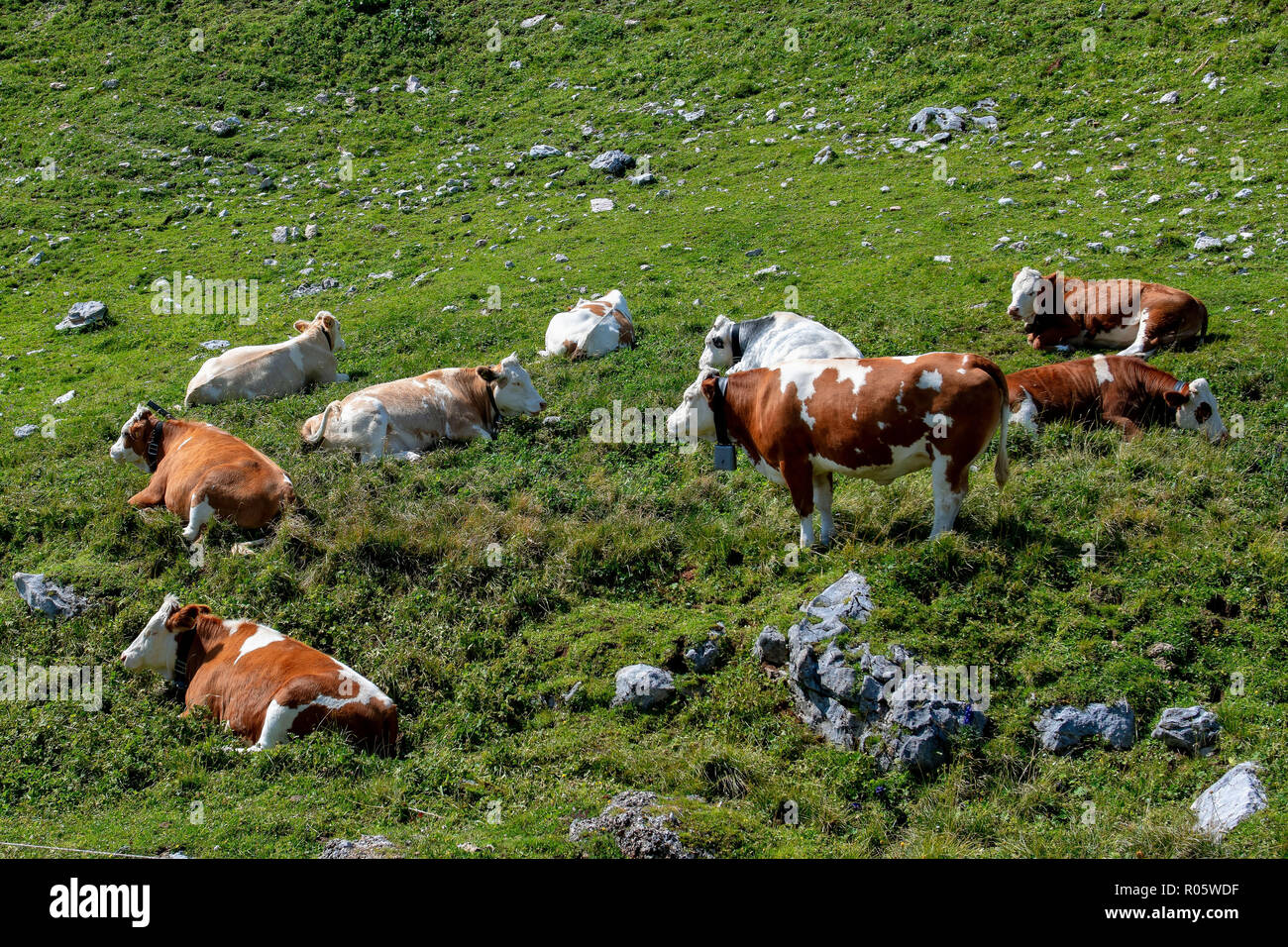 Dairy cows in the austrian alps hi-res stock photography and images - Alamy