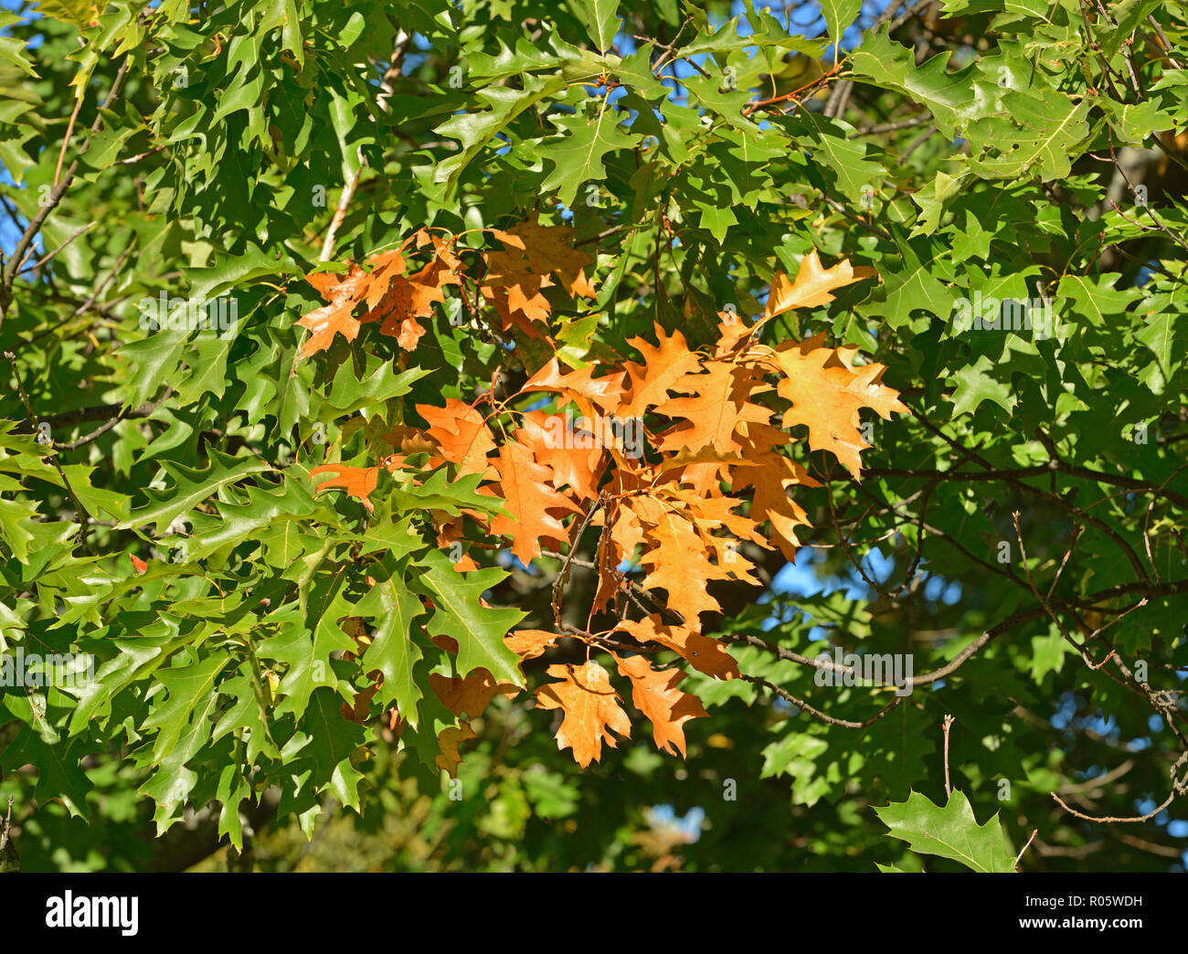 Quercus rubra (Quercus borealis). Branches and leaves Stock Photo - Alamy