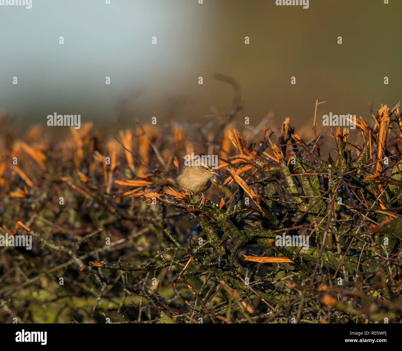 Wren family troglodytidae hi-res stock photography and images - Alamy