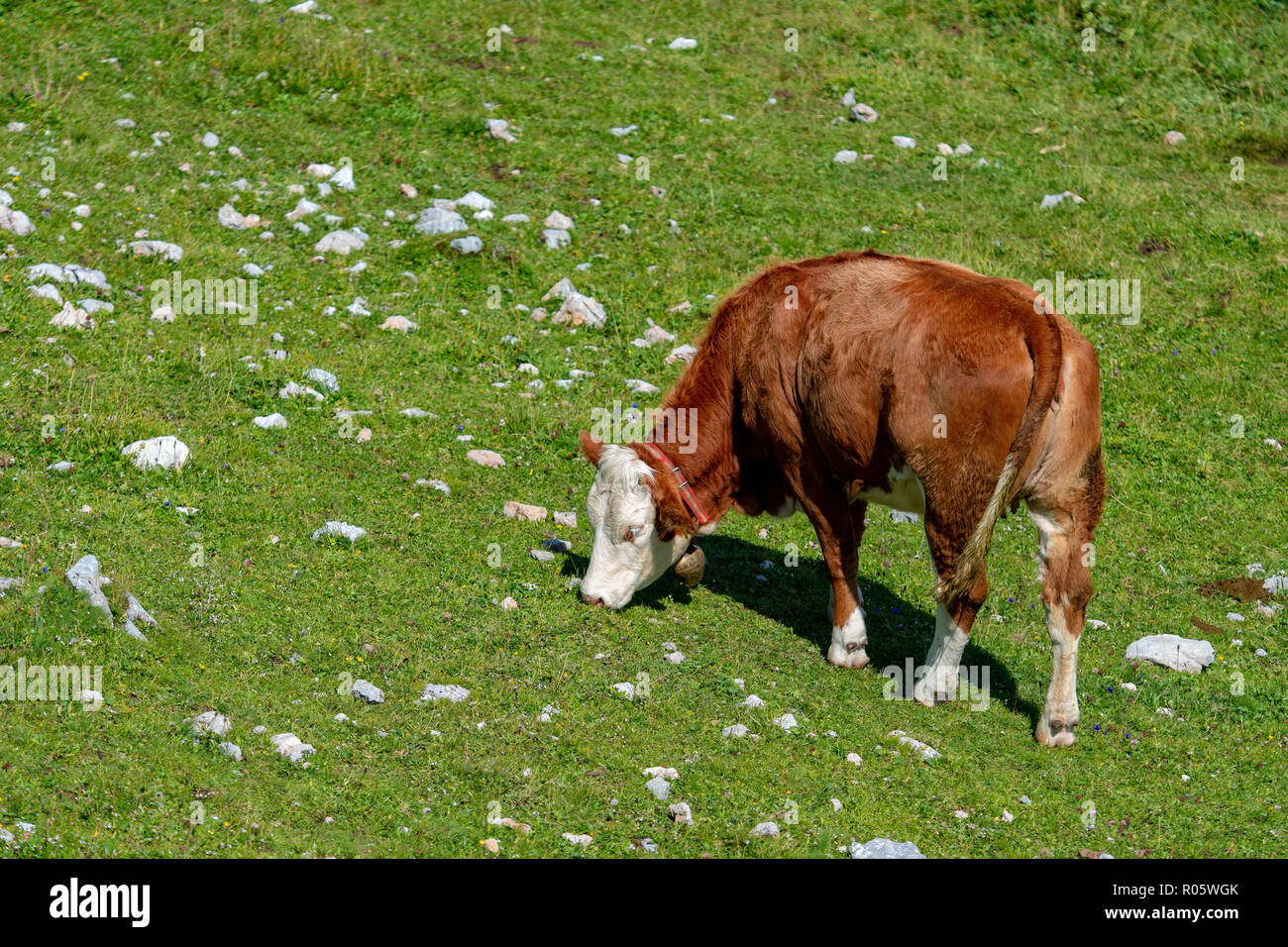 Dairy cows in the austrian alps hi-res stock photography and images - Alamy