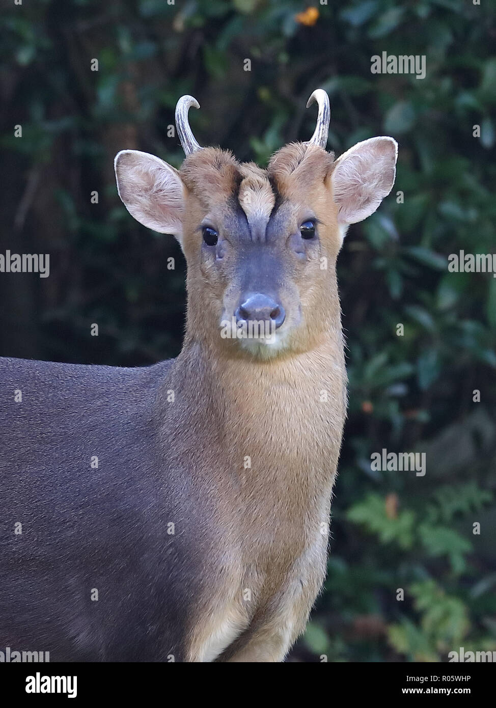 Buck doe wildlife animals hi-res stock photography and images - Alamy