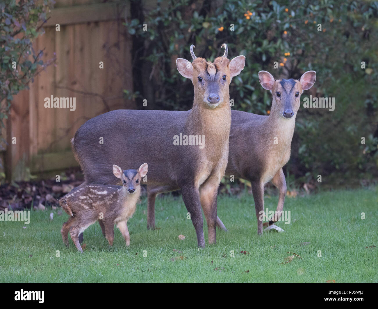Muntjac family - buck, doe and kid Stock Photo - Alamy