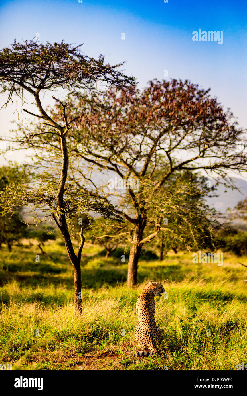 Zululand tree hi-res stock photography and images - Alamy