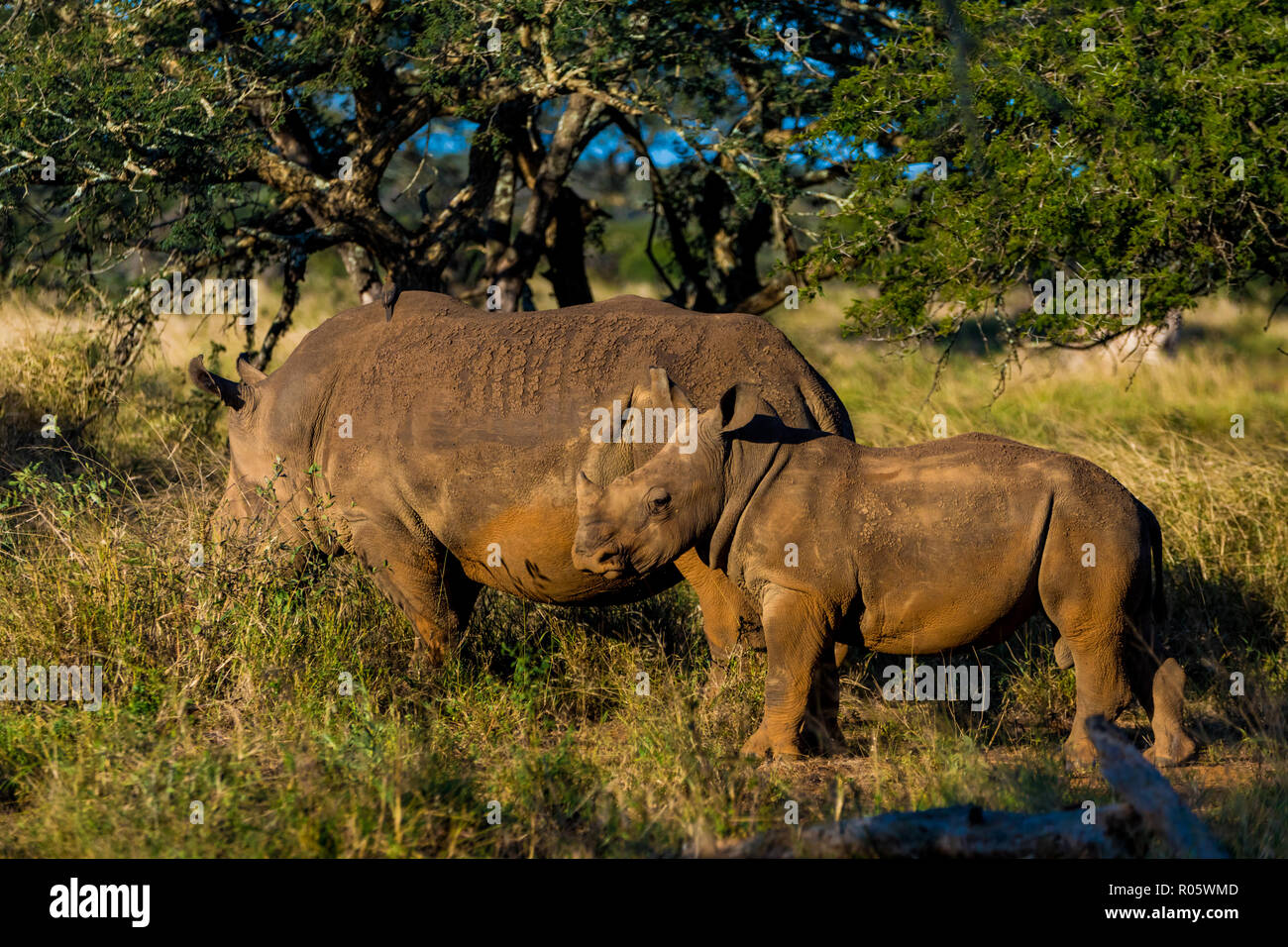 Rhinoceros (Rhinocerotidae), Zululand, South Africa, Africa Stock Photo ...
