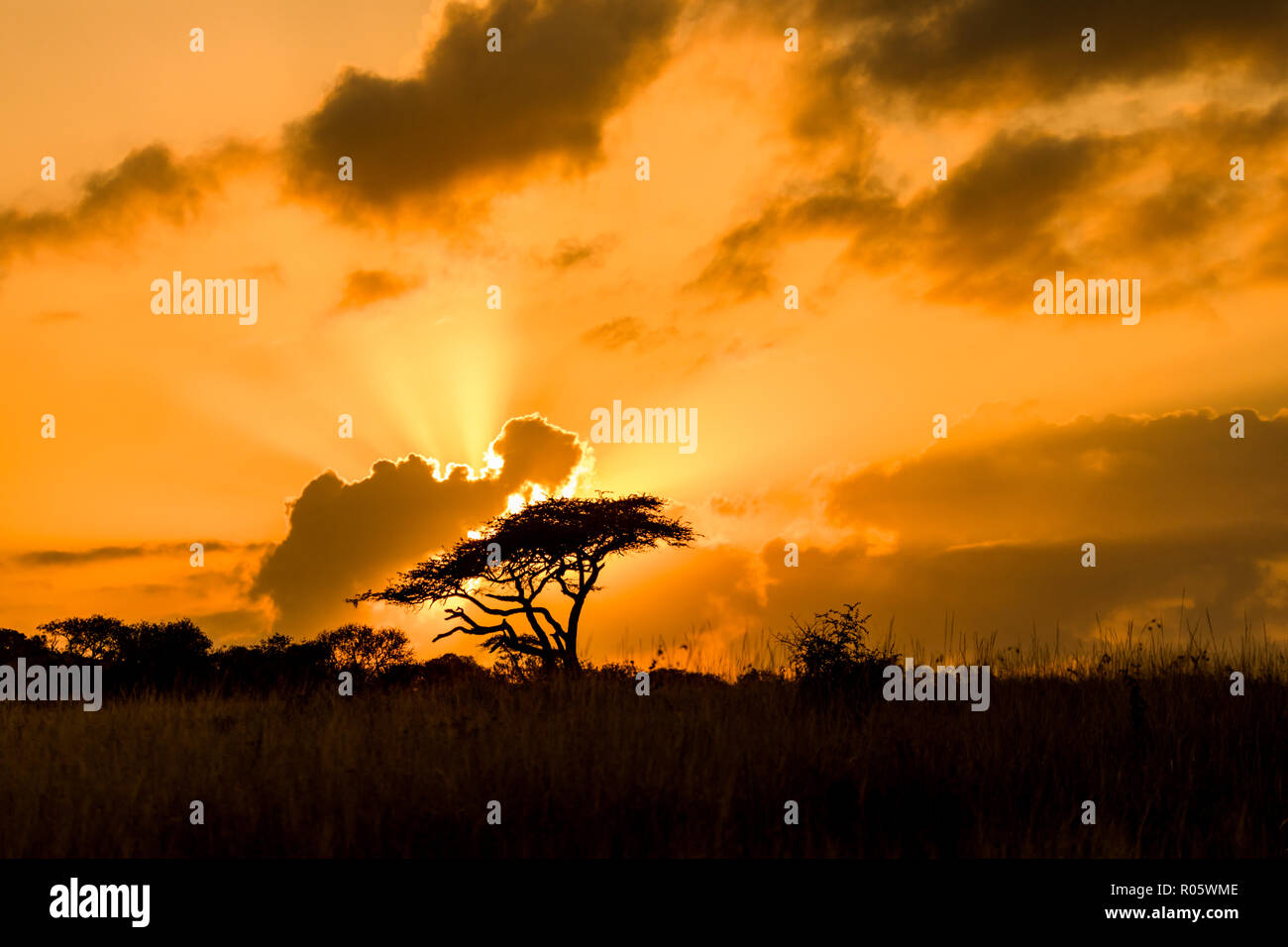 Zululand hi-res stock photography and images - Alamy