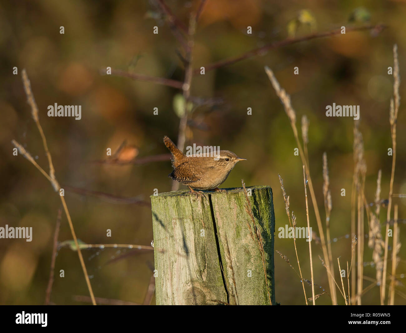 Wren Family Troglodytidae High Resolution Stock Photography and Images ...