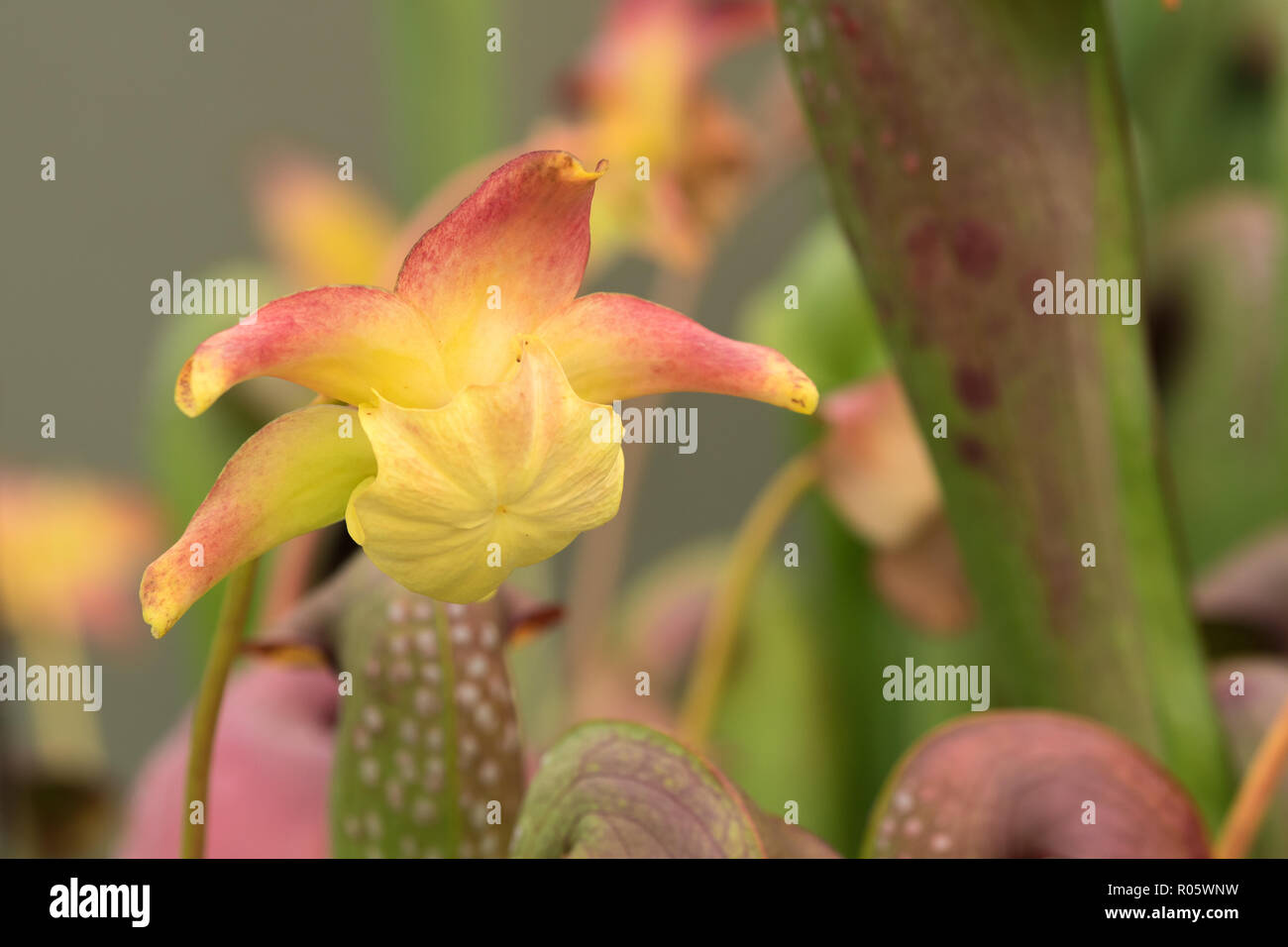 Beautiful star shaped flower of the Sarracenia carnivorous plant Stock ...