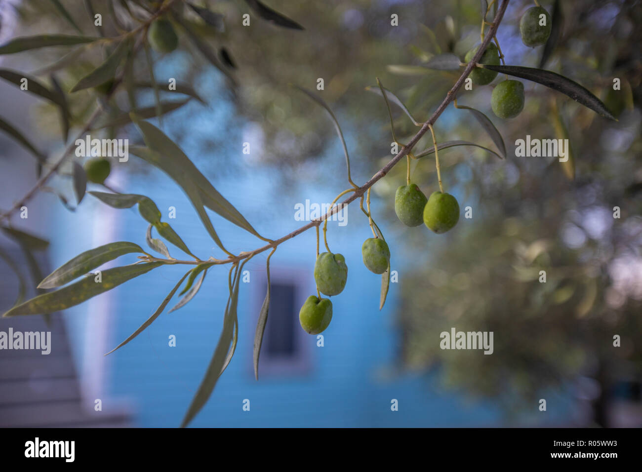 Olive branch and tree, ready for harvesting Stock Photo - Alamy